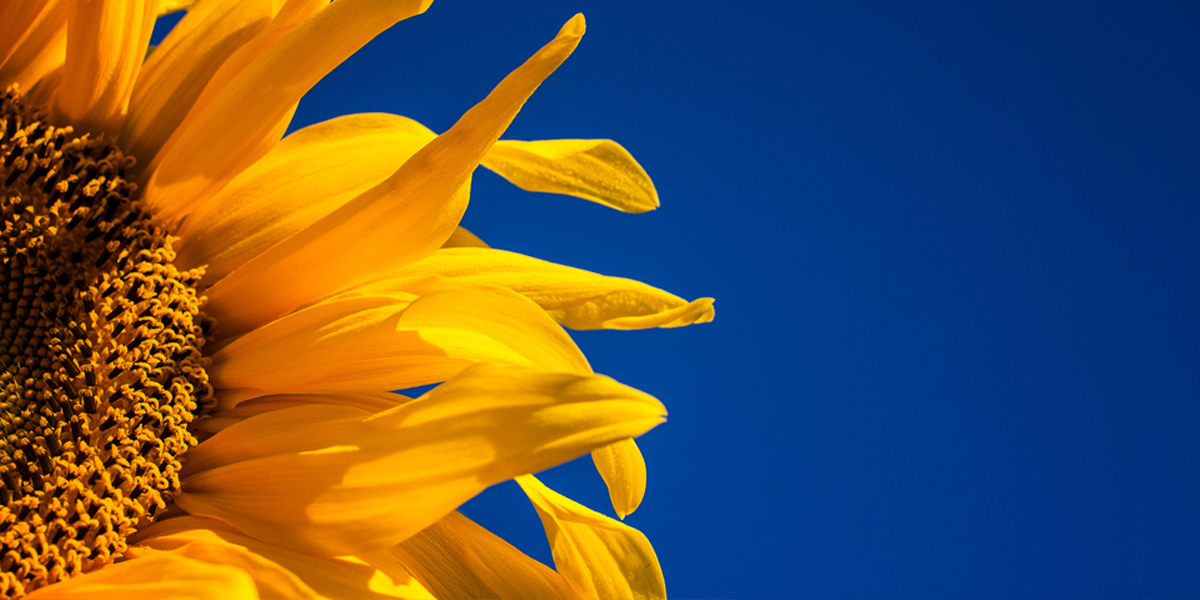 A natureza inspira - Amazing Summer Colection